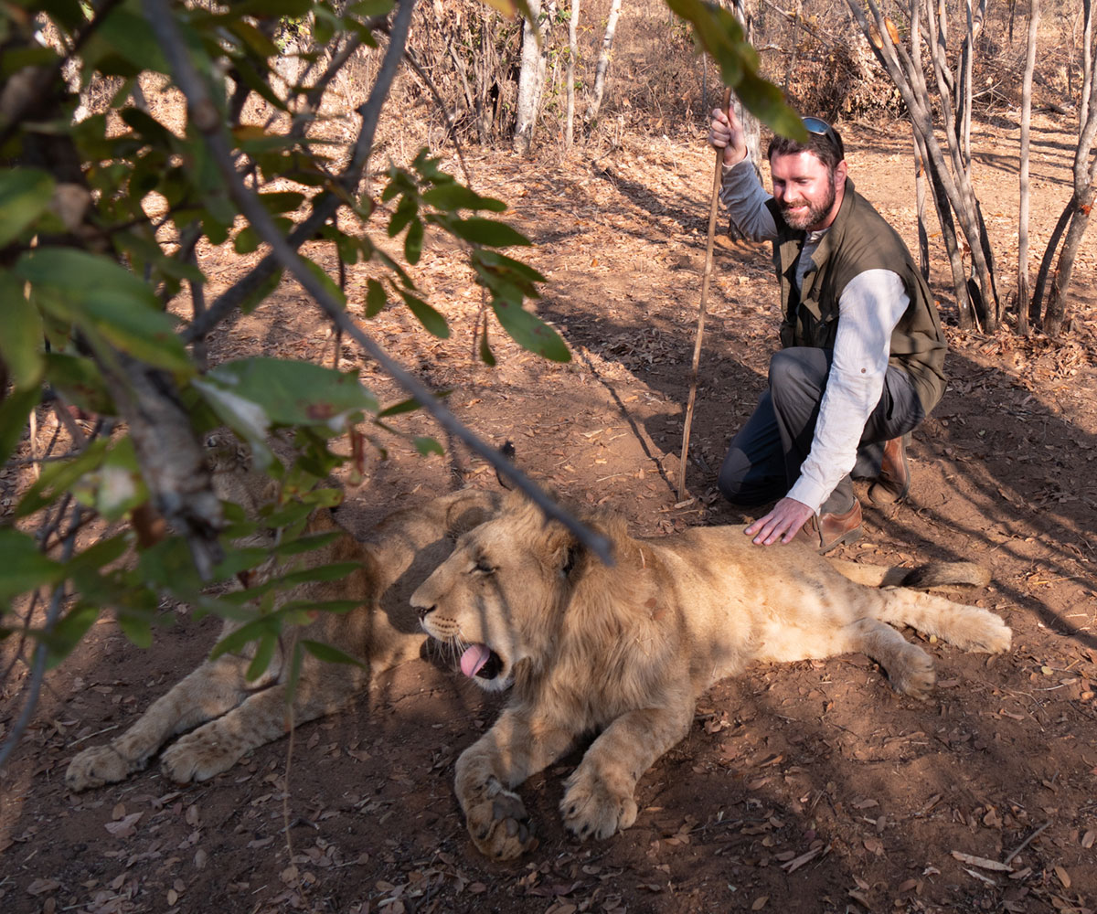 Walk With Lions Encounter – Victoria Falls | Matthew Starling Photography